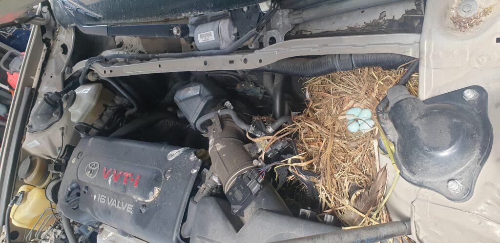 Birds Nests in your Cars Engine Hamilton | Grimmer Motors Hamilton